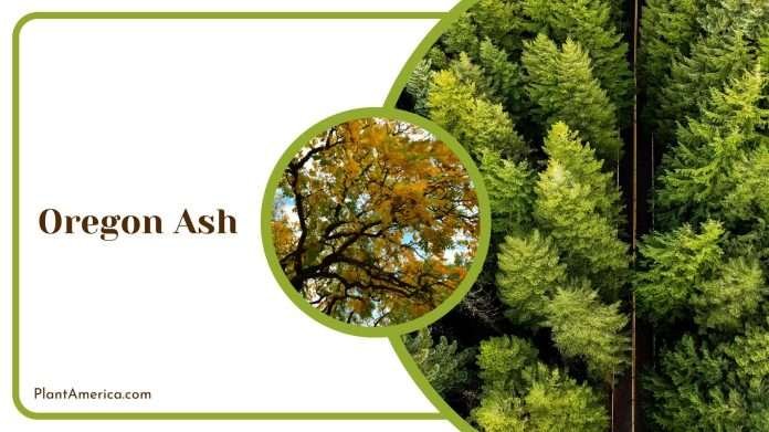 14 Types of Ash Trees to Plant for a Beautiful Backyard - Plant America