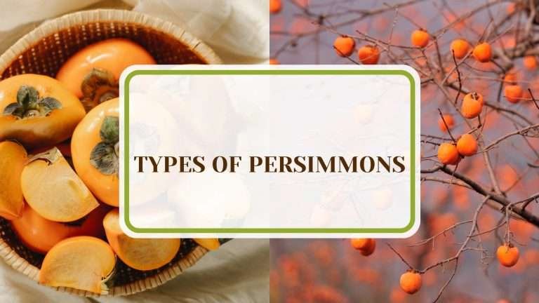 8 Types of Persimmons You Should Plant in Your Garden - Plant America