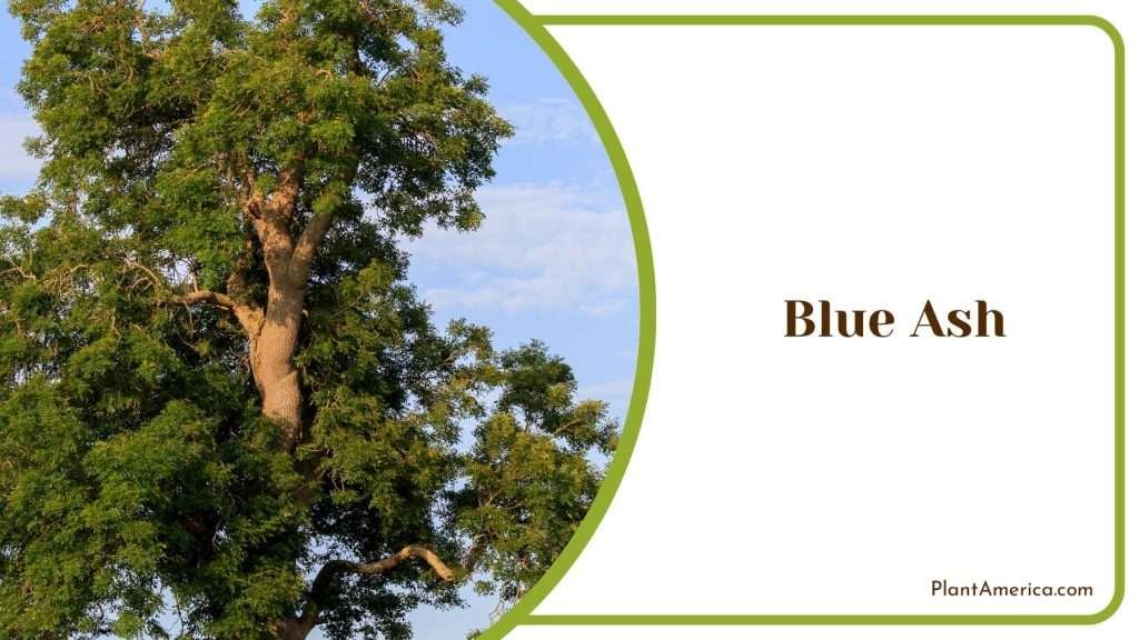 14 Types of Ash Trees to Plant for a Beautiful Backyard - Plant America