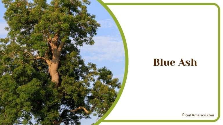 14 Types of Ash Trees to Plant for a Beautiful Backyard - Plant America