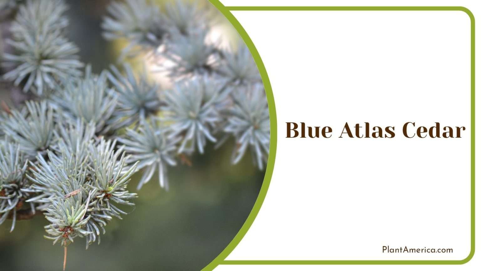 13 Best Trees for Privacy You Should Consider for Your Yard - Plant America