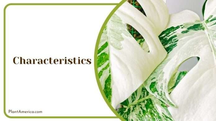 Can Plants Be Albino: How They Look Like and The Causes - Plant America