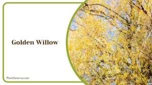 15 Types of Willow Trees Variants You Must See To Believe - Plant America