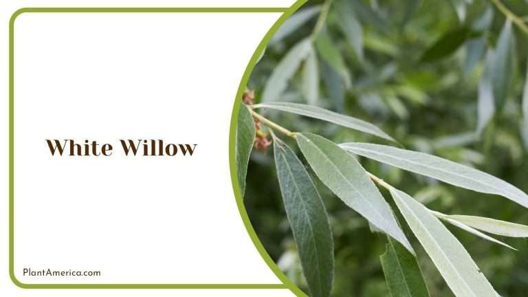 15 Types of Willow Trees Variants You Must See To Believe - Plant America