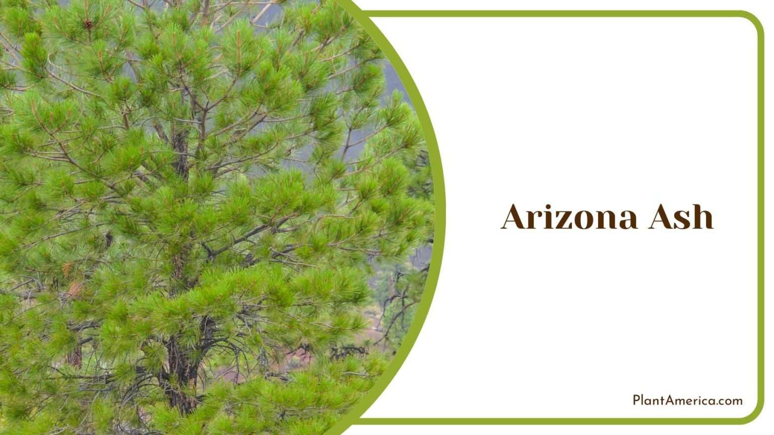 14 Types of Ash Trees to Plant for a Beautiful Backyard - Plant America