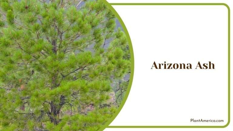 14 Types of Ash Trees to Plant for a Beautiful Backyard - Plant America