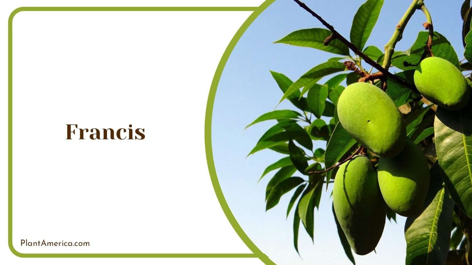 23 Types of Mango Cultivars to Grow in Your Garden - Plant America