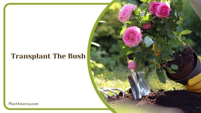 How To Transplant Old Roses In Fool-Proof Simple Steps - Plant America
