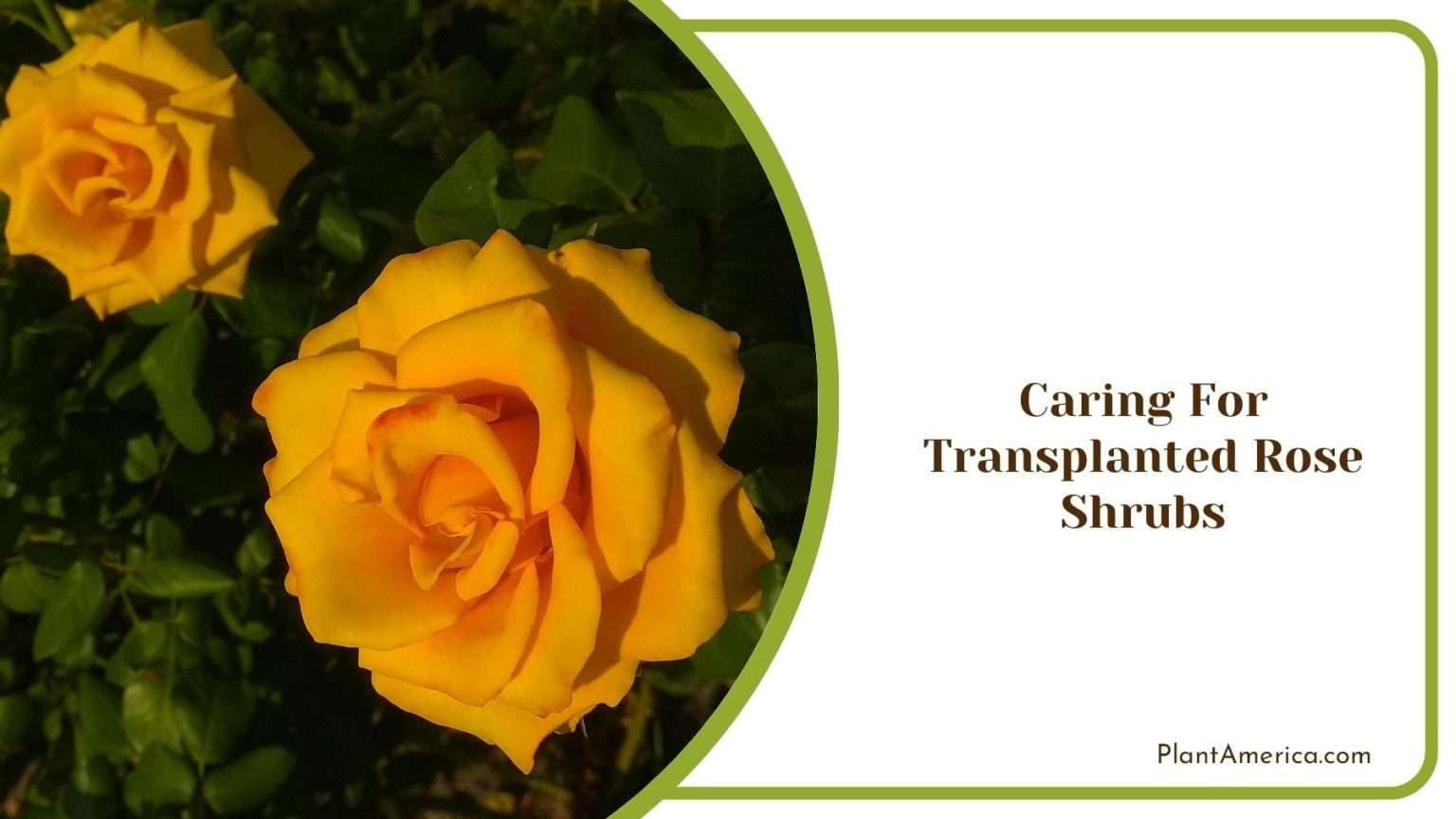How To Transplant Old Roses In Fool-Proof Simple Steps - Plant America