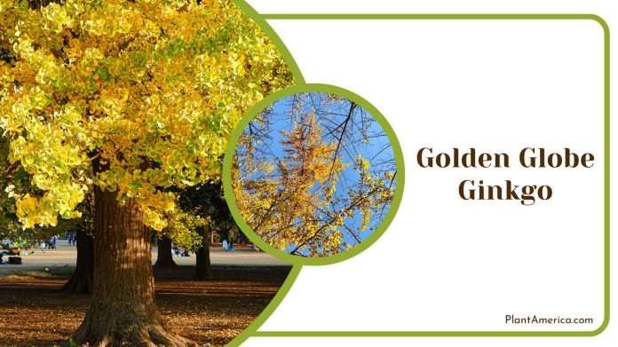 16 Varieties of Ginkgo Trees You Will Want To Grow - Plant America