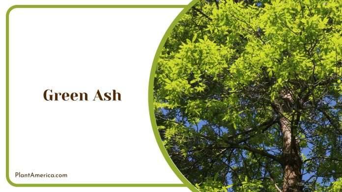 14 Types of Ash Trees to Plant for a Beautiful Backyard - Plant America
