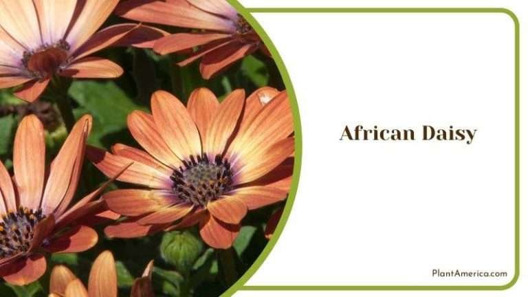 25 Indoor Flowering Plants That Bloom All Year Long - Plant America