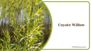 15 Types of Willow Trees Variants You Must See To Believe - Plant America