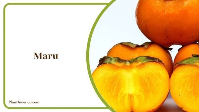 8 Types of Persimmons You Should Plant in Your Garden - Plant America