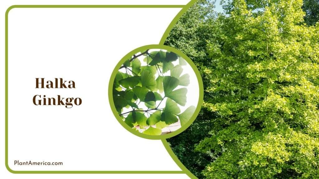 16 Varieties of Ginkgo Trees You Will Want To Grow - Plant America