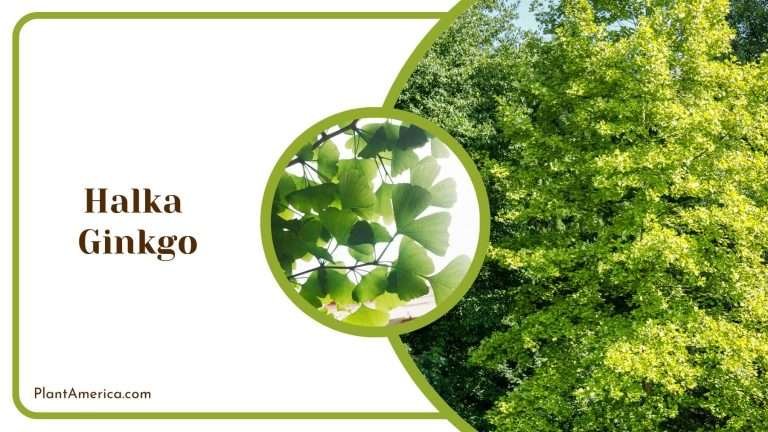 16 Varieties of Ginkgo Trees You Will Want To Grow - Plant America