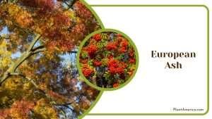 14 Types of Ash Trees to Plant for a Beautiful Backyard - Plant America