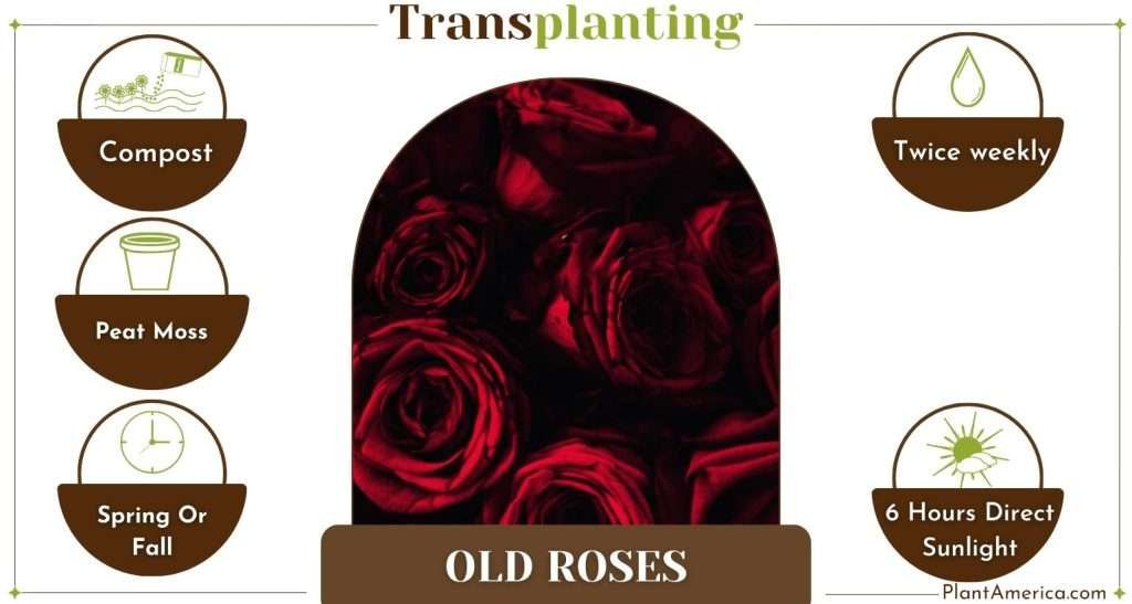 How To Transplant Old Roses In Fool-Proof Simple Steps - Plant America