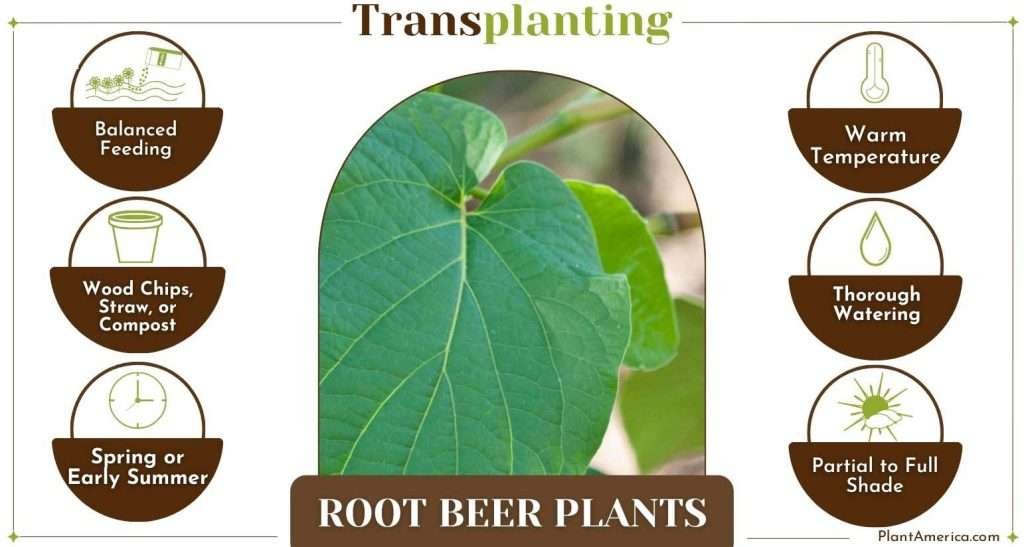 How to Transplant Root Beer Plants: Your Guide for Success - Plant America