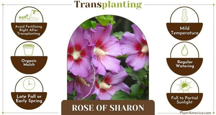 How to Transplant Rose of Sharon: Our Best Practices - Plant America