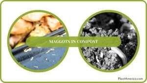 Maggots in Compost: Why You Have Them and Ways of Prevention - Plant ...