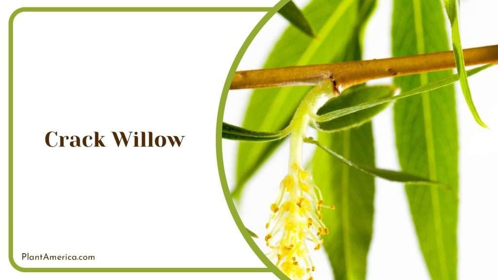 15 Types of Willow Trees Variants You Must See To Believe - Plant America