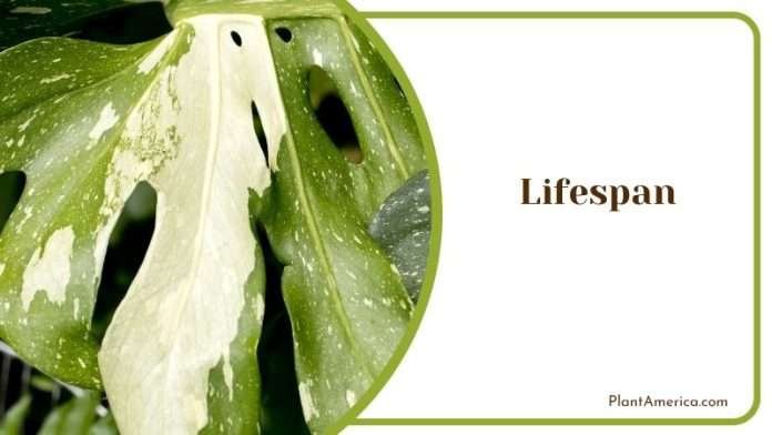 Can Plants Be Albino: How They Look Like and The Causes - Plant America
