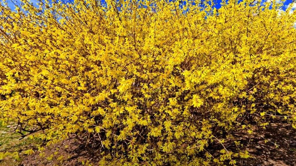 12 Types of Forsythia Plants for Gorgeous Spring Blooms - Plant America