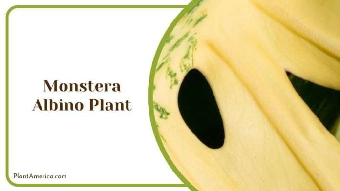 Can Plants Be Albino: How They Look Like and The Causes - Plant America