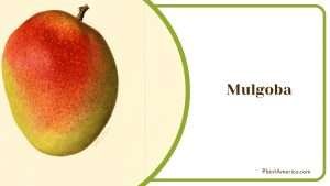 23 Types of Mango Cultivars to Grow in Your Garden - Plant America