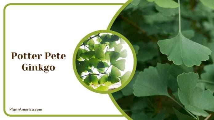 16 Varieties of Ginkgo Trees You Will Want To Grow - Plant America