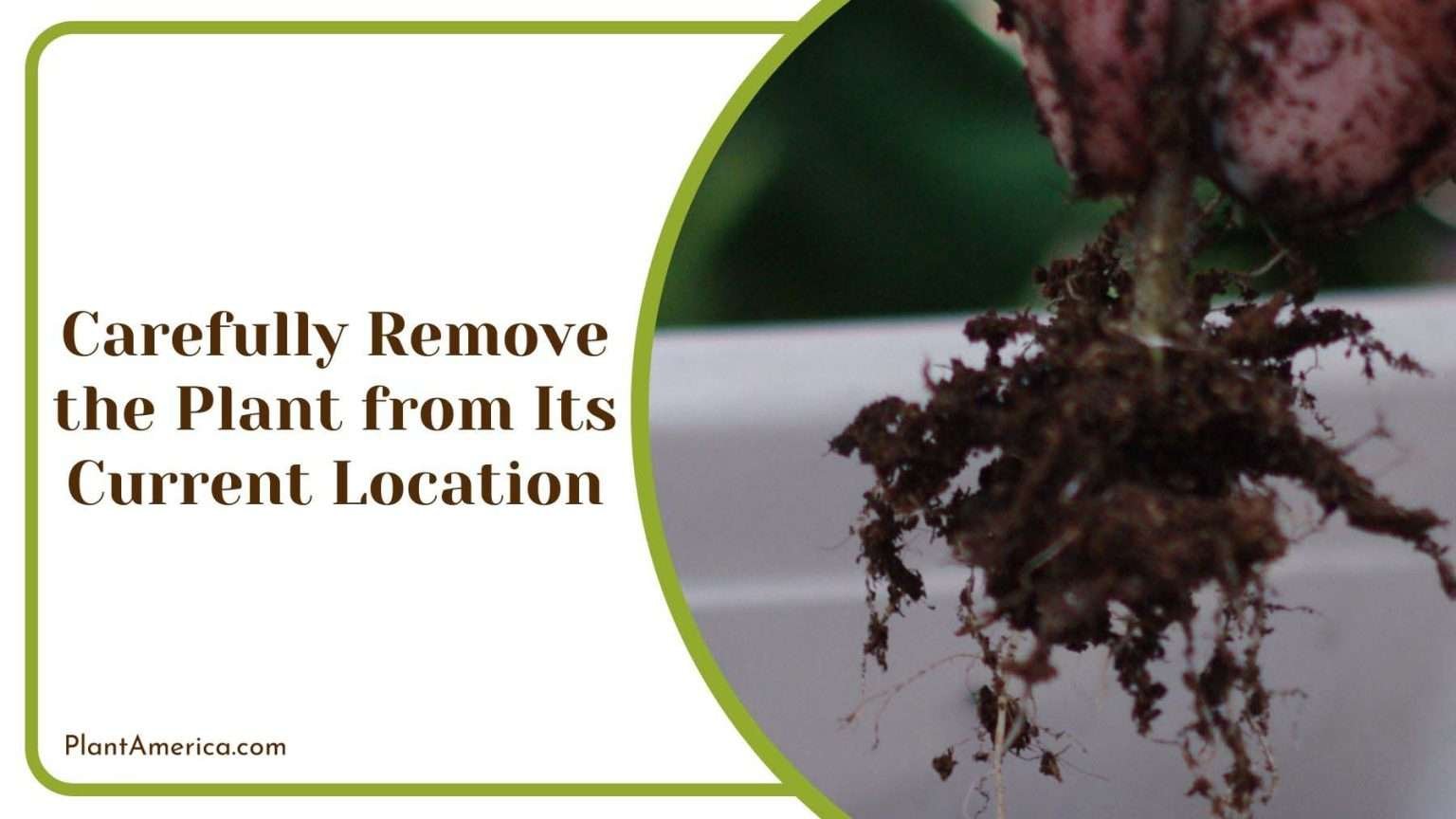 How to Transplant Root Beer Plants: Your Guide for Success - Plant America