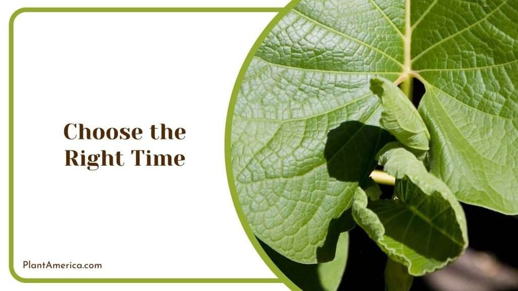 How to Transplant Root Beer Plants: Your Guide for Success - Plant America