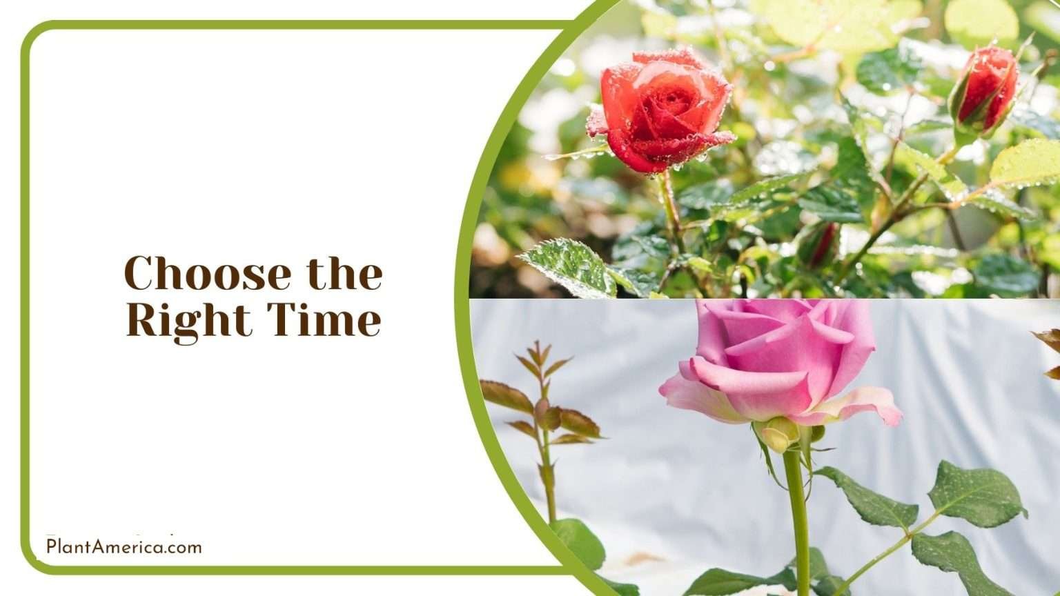 How to Transplant Roses in Summer: Best Methods for Success - Plant America