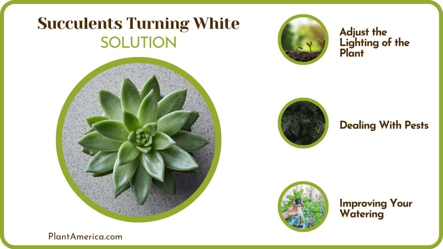 Succulents Turning White: Main Causes and Treatments - Plant America