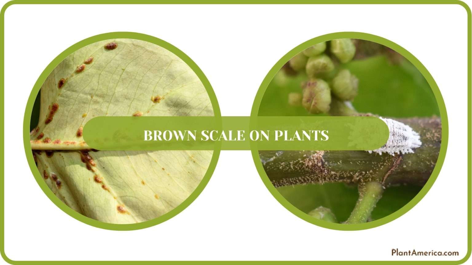 Brown Scale on Plants: The Reasons and Ways to Fix - Plant America
