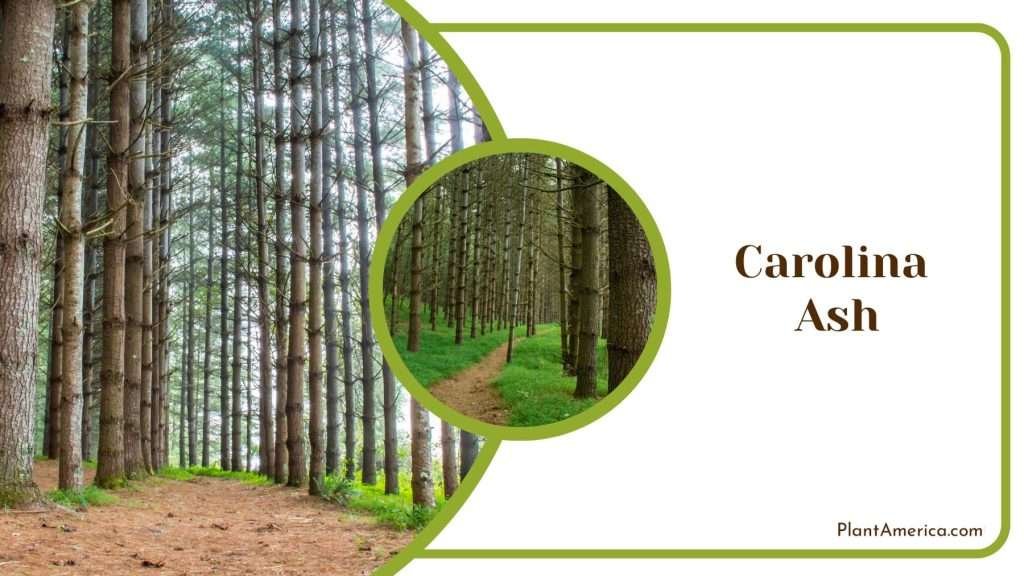 14 Types of Ash Trees to Plant for a Beautiful Backyard - Plant America