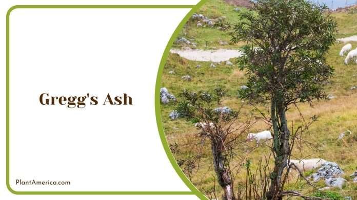 14 Types of Ash Trees to Plant for a Beautiful Backyard - Plant America