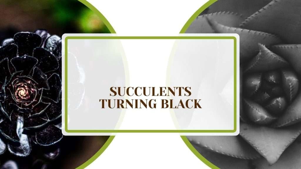 Succulents Turning Black: Main Causes and How To Treat Them - Plant America