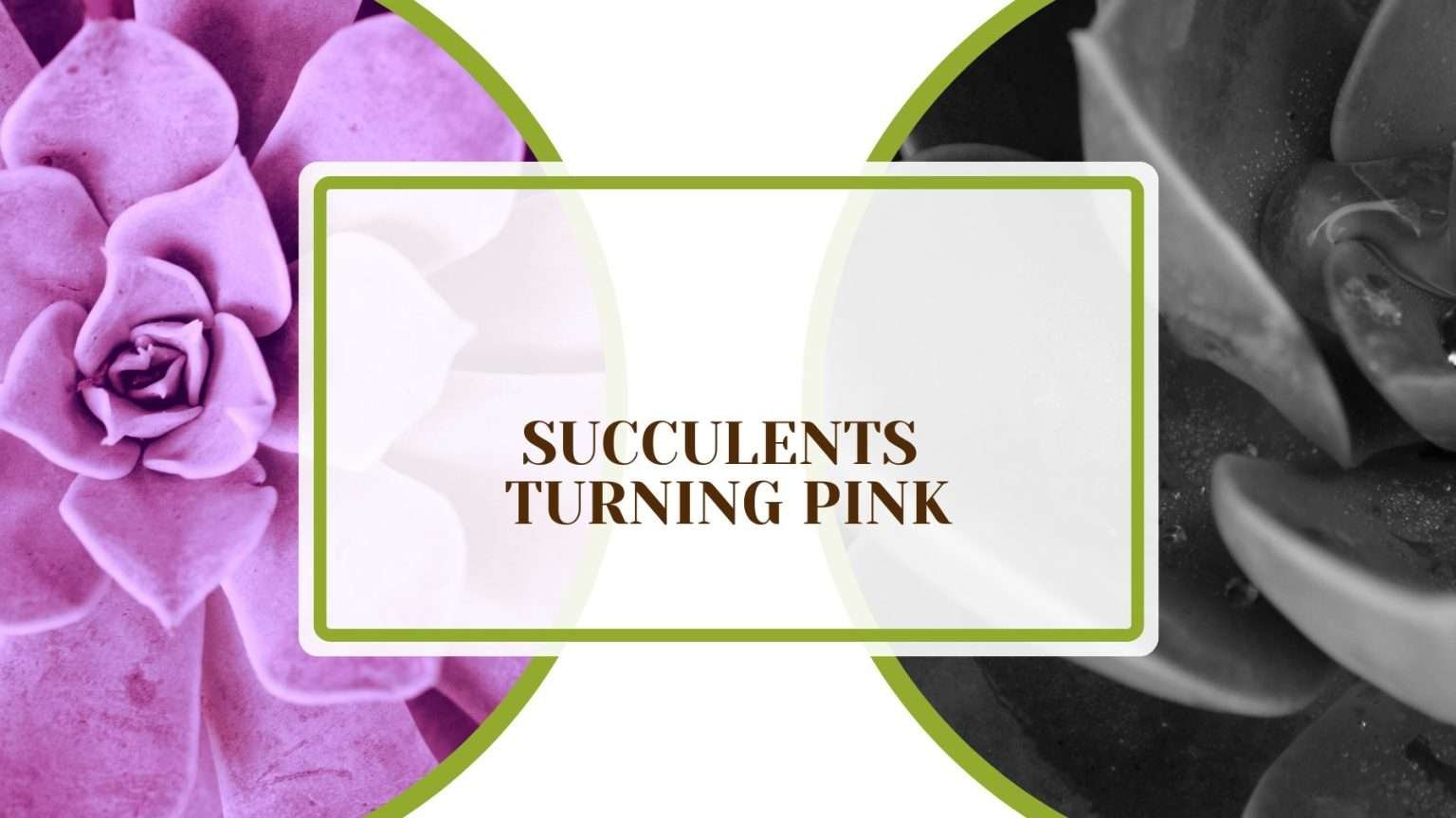 Succulents Turning Pink: Why and How To Deal With This Issue - Plant ...