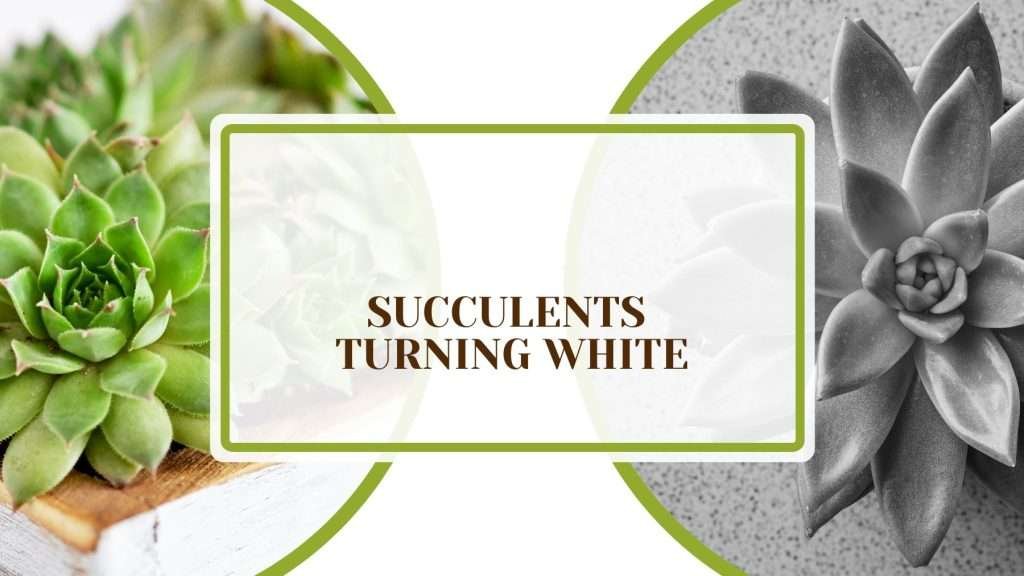 Succulents Turning White: Main Causes and Treatments - Plant America