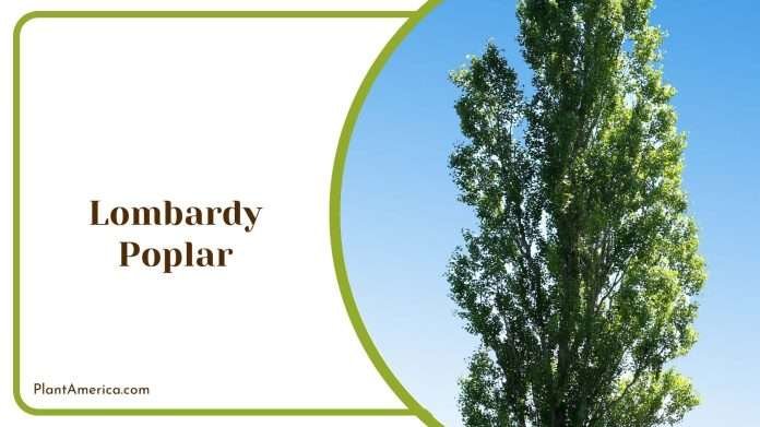 10 Poplar Trees That Thrive In Almost Any Conditions - Plant America