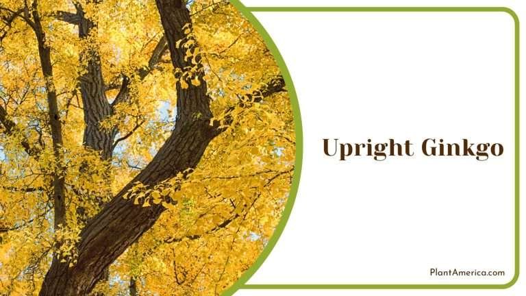 16 Varieties of Ginkgo Trees You Will Want To Grow - Plant America