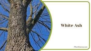 14 Types of Ash Trees to Plant for a Beautiful Backyard - Plant America