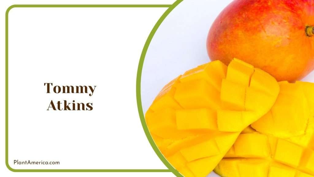 23 Types of Mango Cultivars to Grow in Your Garden - Plant America