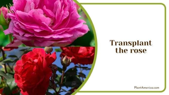 How to Transplant Roses in Summer: Best Methods for Success - Plant America