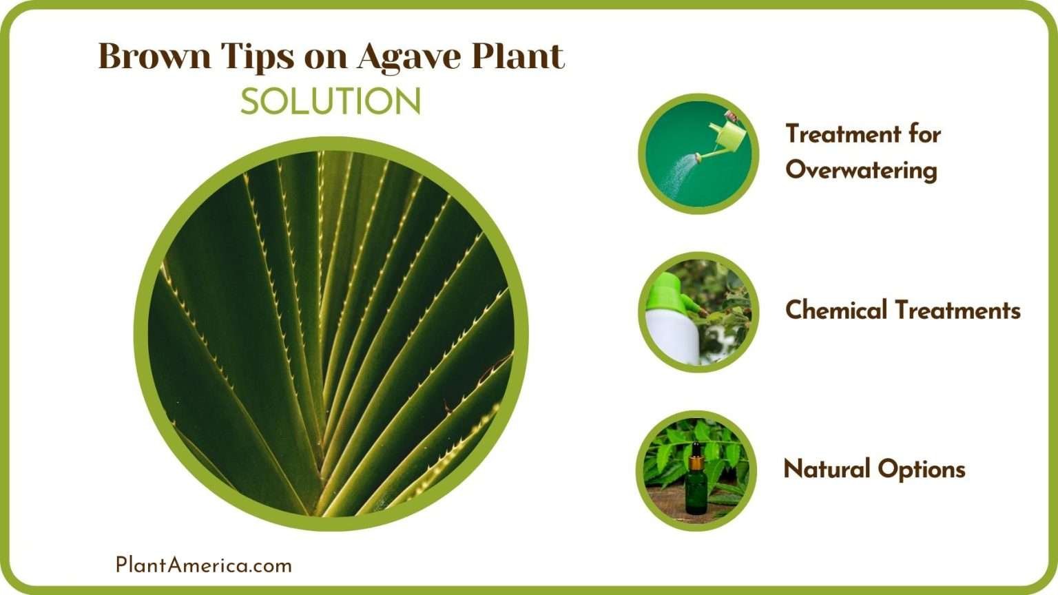 Brown Tips on Agave Plant: Causes and Effective Treatment - Plant America