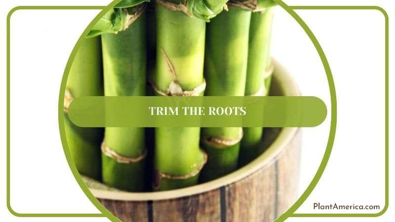 Lucky Bamboo Too Tall: Is It a Problem and The Ways To Deal - Plant America