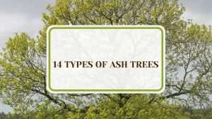 14 Types of Ash Trees to Plant for a Beautiful Backyard - Plant America