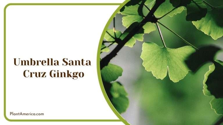 16 Varieties of Ginkgo Trees You Will Want To Grow - Plant America